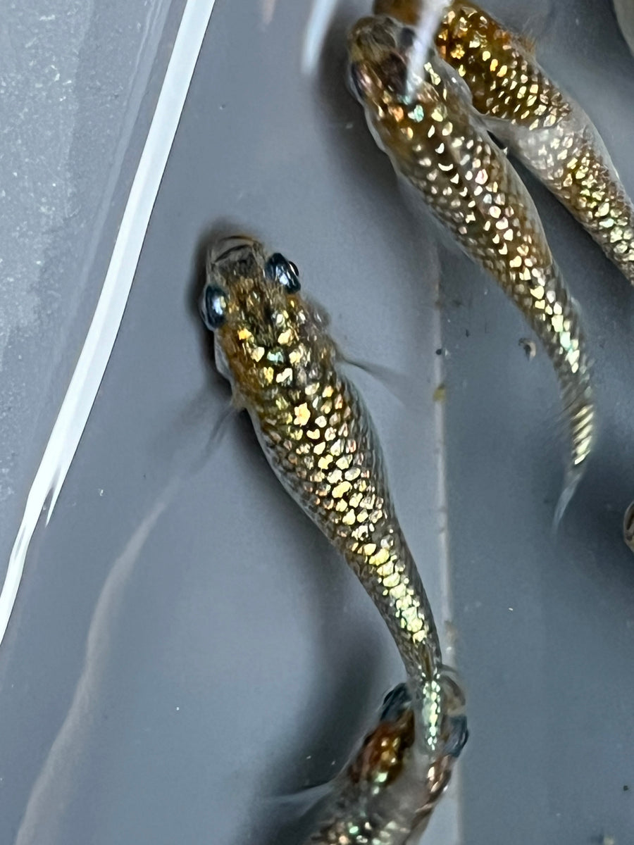 medaka eggs – medaka.japan